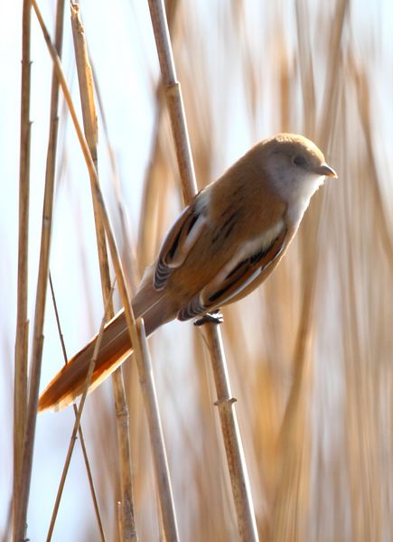 Birding Is Fun!: Panurus biarmicus - Bigotudo (Bearded Reedling)